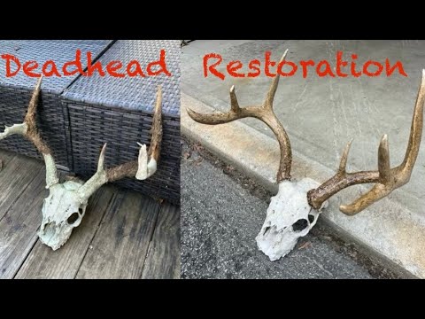 Antler repair Dead head restoration - YouTube
