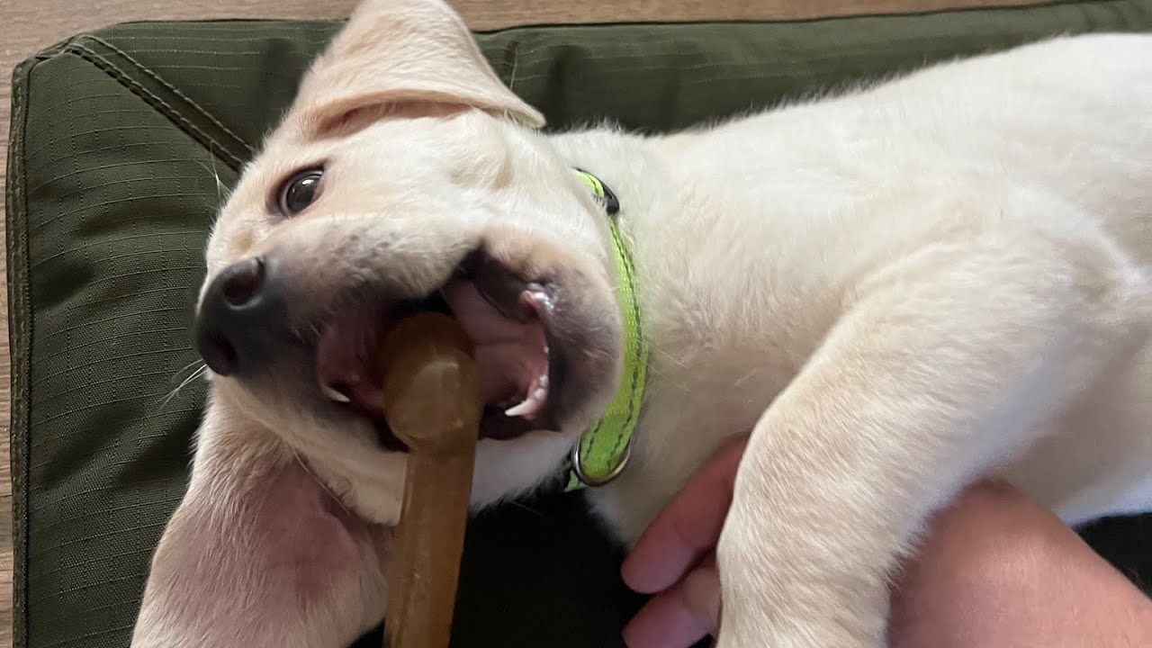 Chunky Lab Puppy DASHER Meets his New Dad! #labrador #puppies # ...