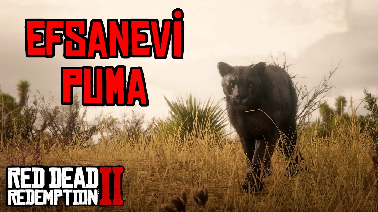 EFSANEVİ PUMA / LEGENDARY COUGAR - RED DEAD REDEMPTION 2 - YouTube