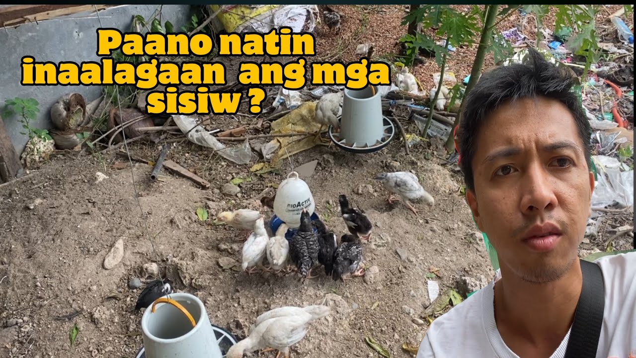 PAANO NATIN INAALAGAAN ANG MGA SISIW? - YouTube