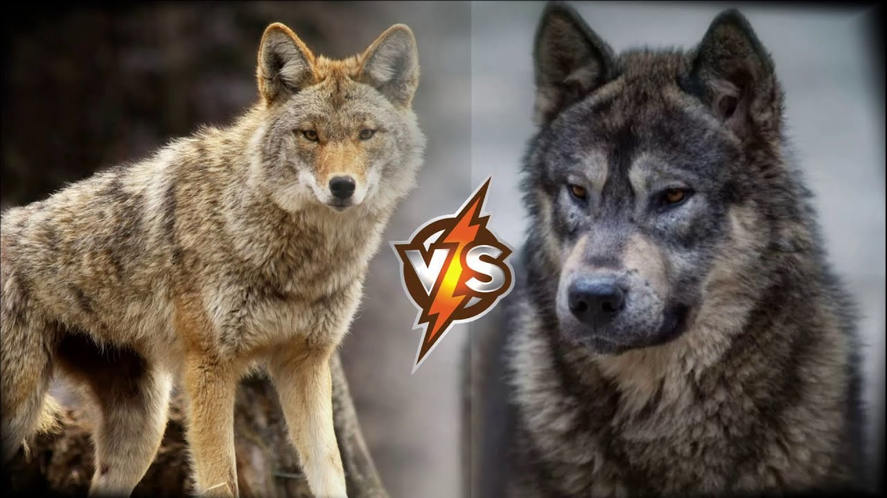Steppe Wolf VS Volkosob dog - Who Will Win the Fight? - YouTube