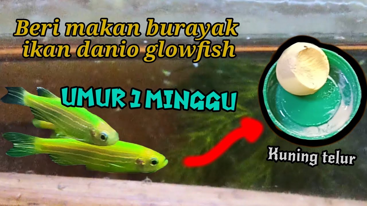Memberi makan burayak ikan danio glowfish umur 1 minggu - YouTube