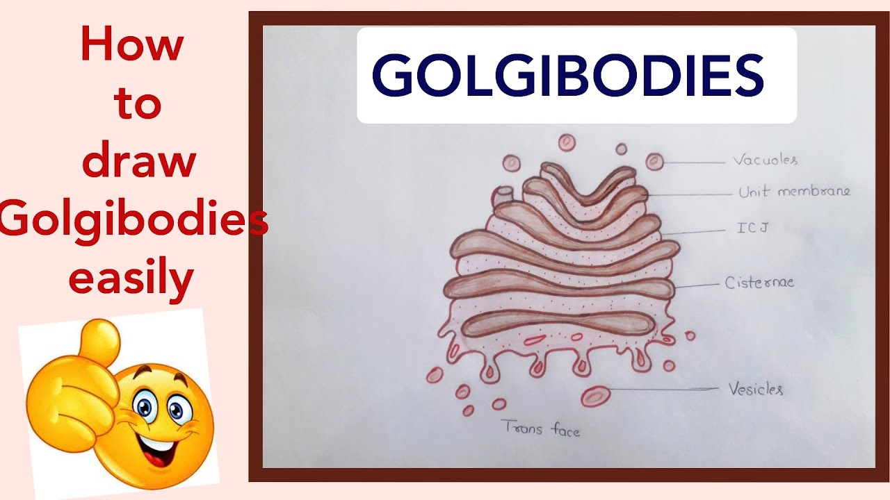 How to draw colourful Golgibodies|| Golgibodies ko easily kaise draw ...