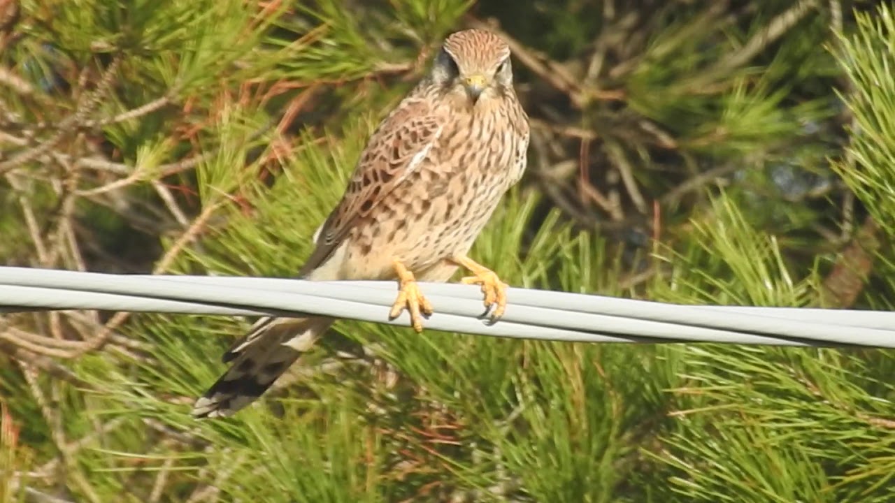 Common Kestrel, Gheppio comune (Falco tinnunculus) female - YouTube