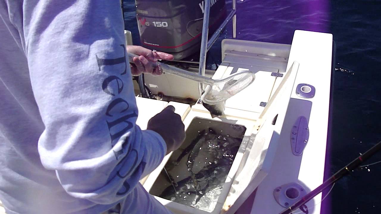 9 Using Live Bluefish for Shark Bait - YouTube