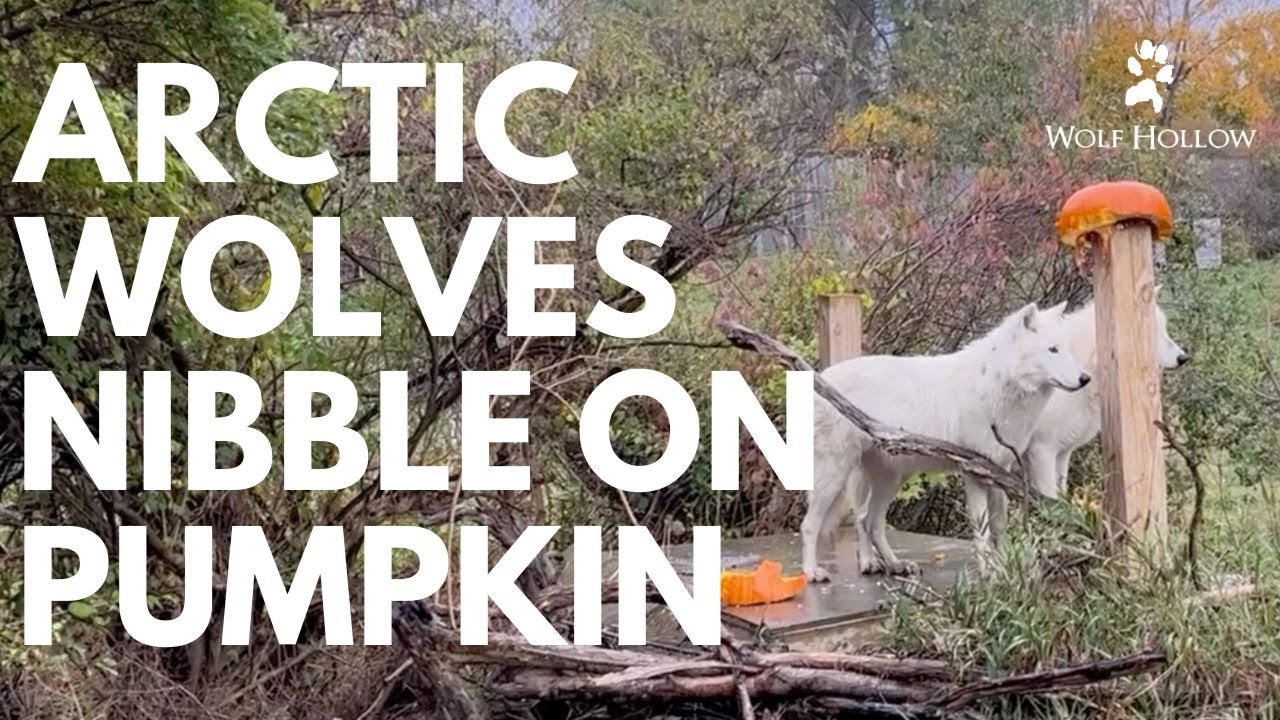 Arctic Wolves Investigate Pumpkin - YouTube