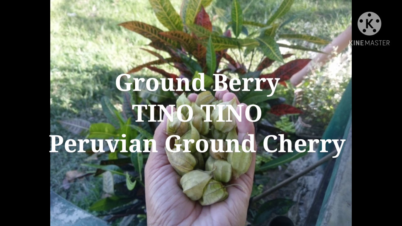 TINO TINO: OUR FAVORITE EXOTIC CHILDHOOD FRUIT - YouTube