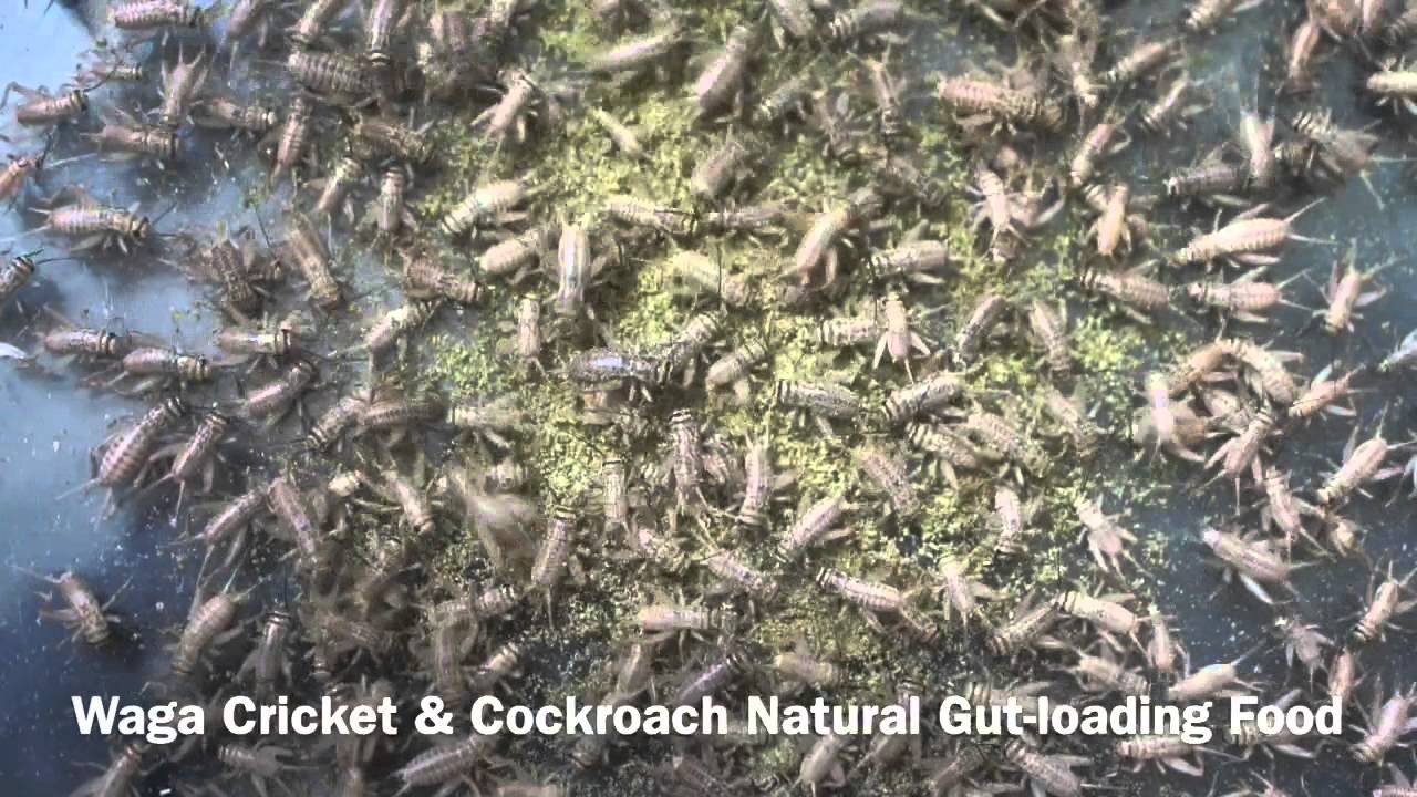 Waga Frog Shop Cricket & Cockroach Natural Gut-loading Food - YouTube