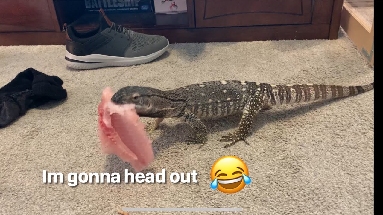 Funny monitor lizard feeding - YouTube