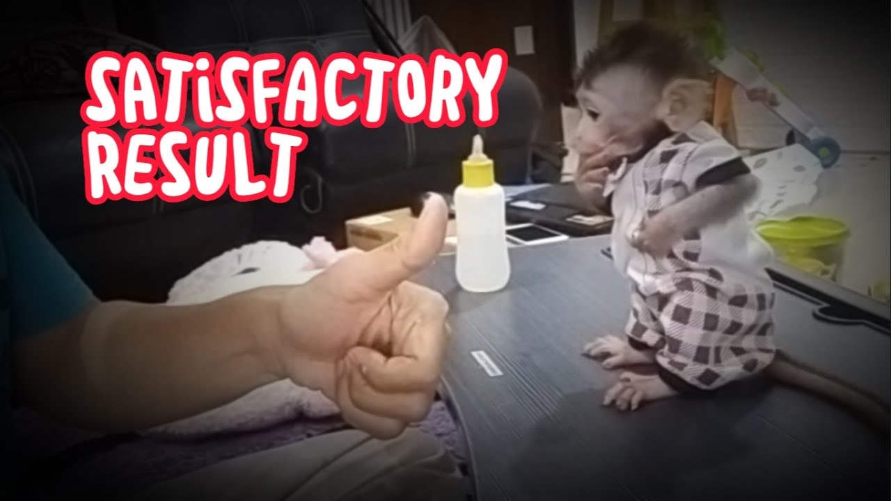 satisfactory result , Lovely Fauna Youtube Channel - YouTube
