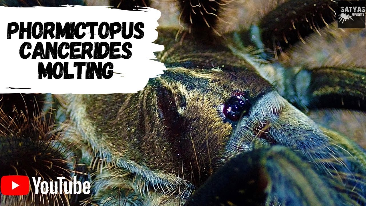 TARANTULA MOLTING : PHORMICTOPUS CANCERIDES - YouTube