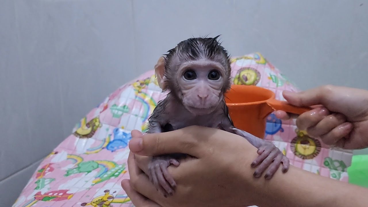 Newborn Baby Monkey Boy Soft Bathing with Grandma - YouTube