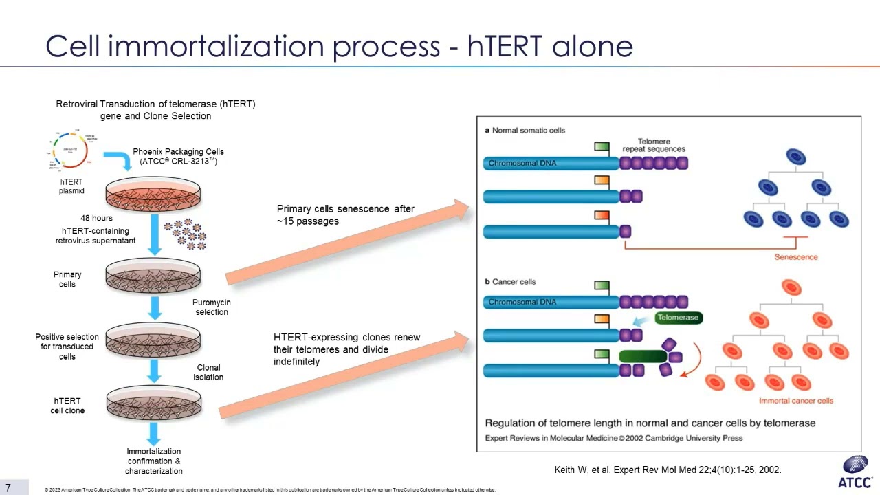 Immortalized Cells Immortalization Of Human Valve Interstitial Cells: