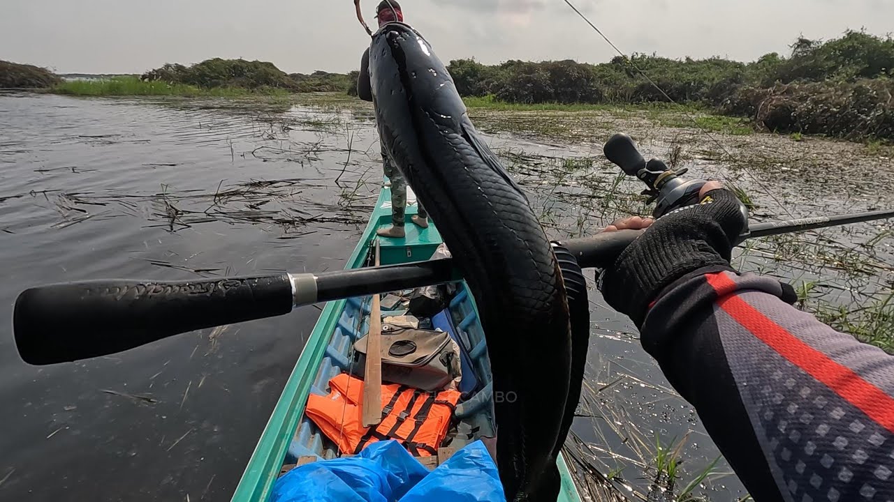 Black Snakehead Fish Under Thick algae |Algae Monster Fishing |Hit Fish ...