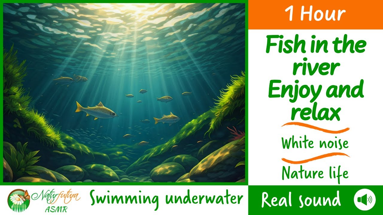 1 hour ASMR nature sounds. Fish swimming. Enjoy and relax. White noise ...