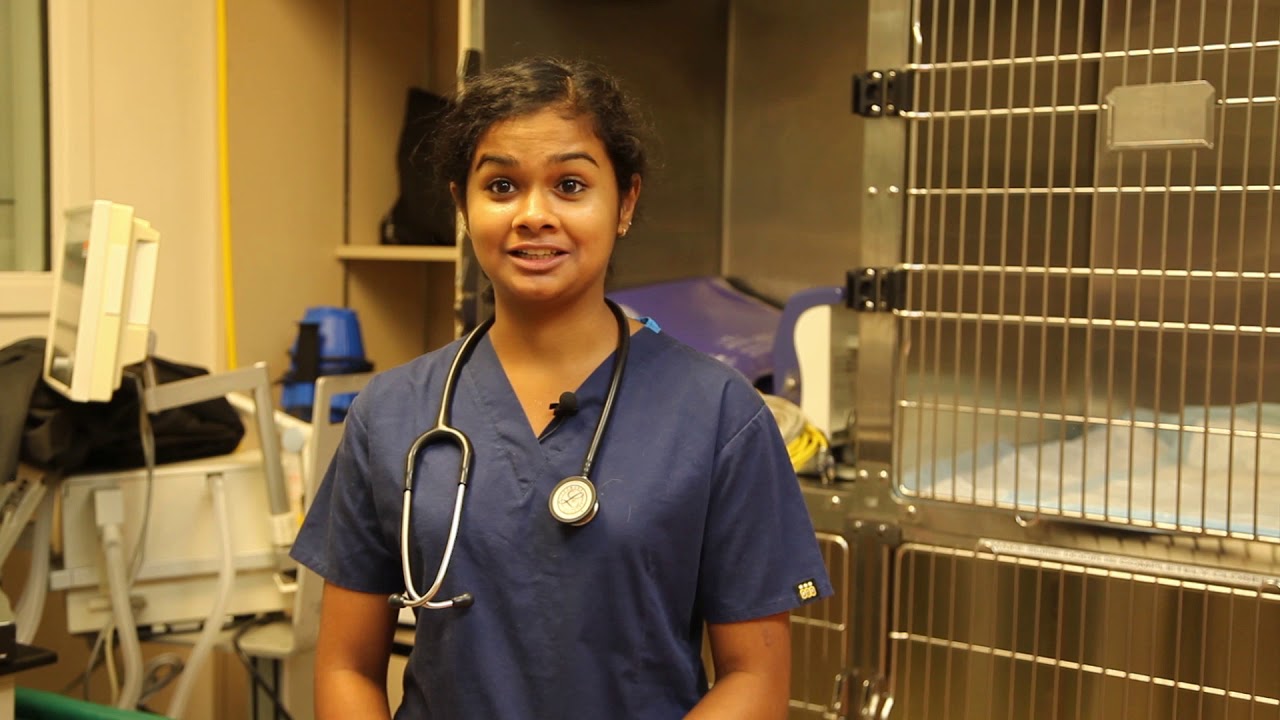 Veterinary Medicine from Chennai, India to Stillwater, Oklahoma - YouTube