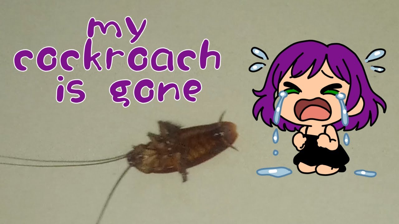 My Pet Cockroach Died😭🪳 - YouTube