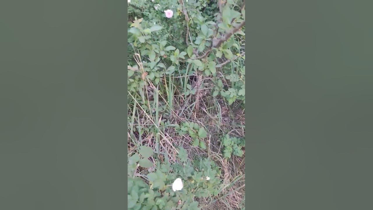 люблю и восхищаюсь природой 😍🌺 Youtube