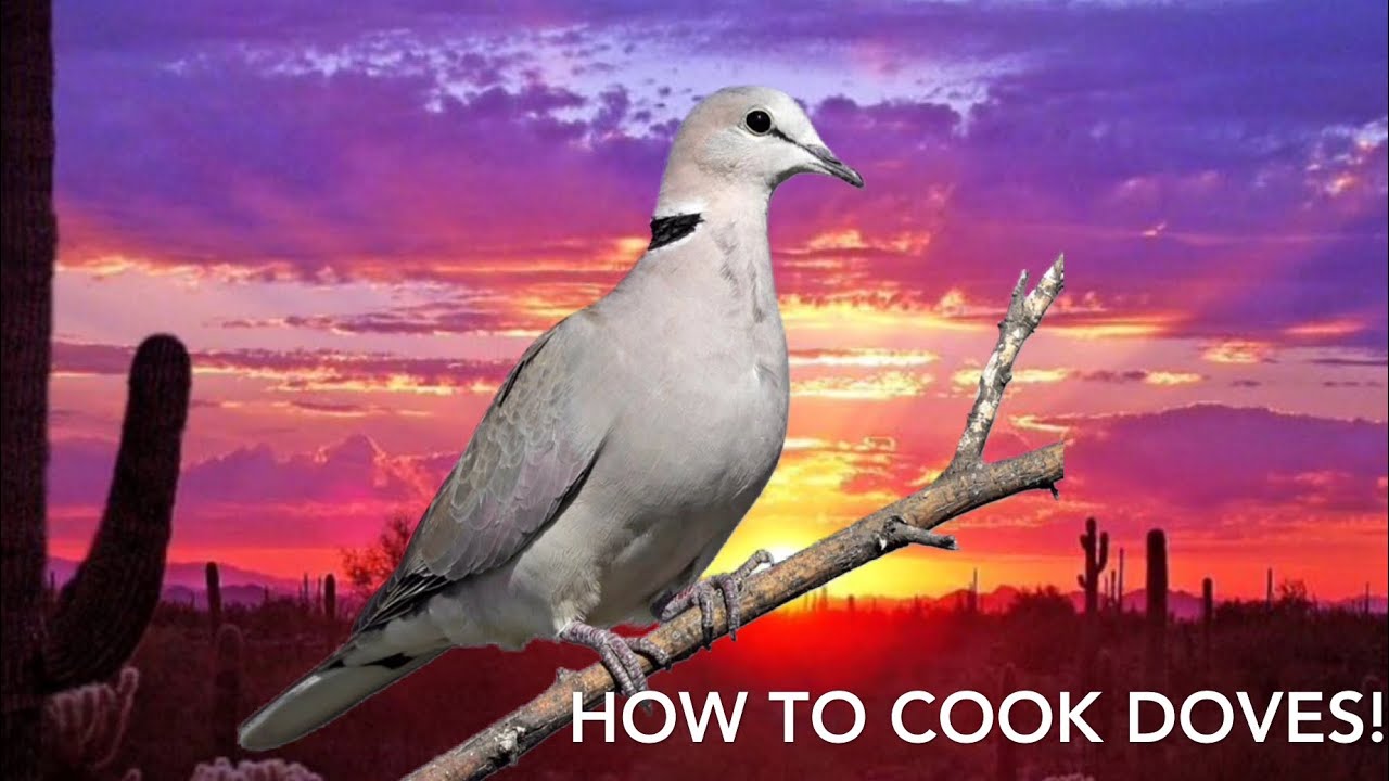 The Best Way to Cook Dove! (Catch, Clean, Cook) - YouTube