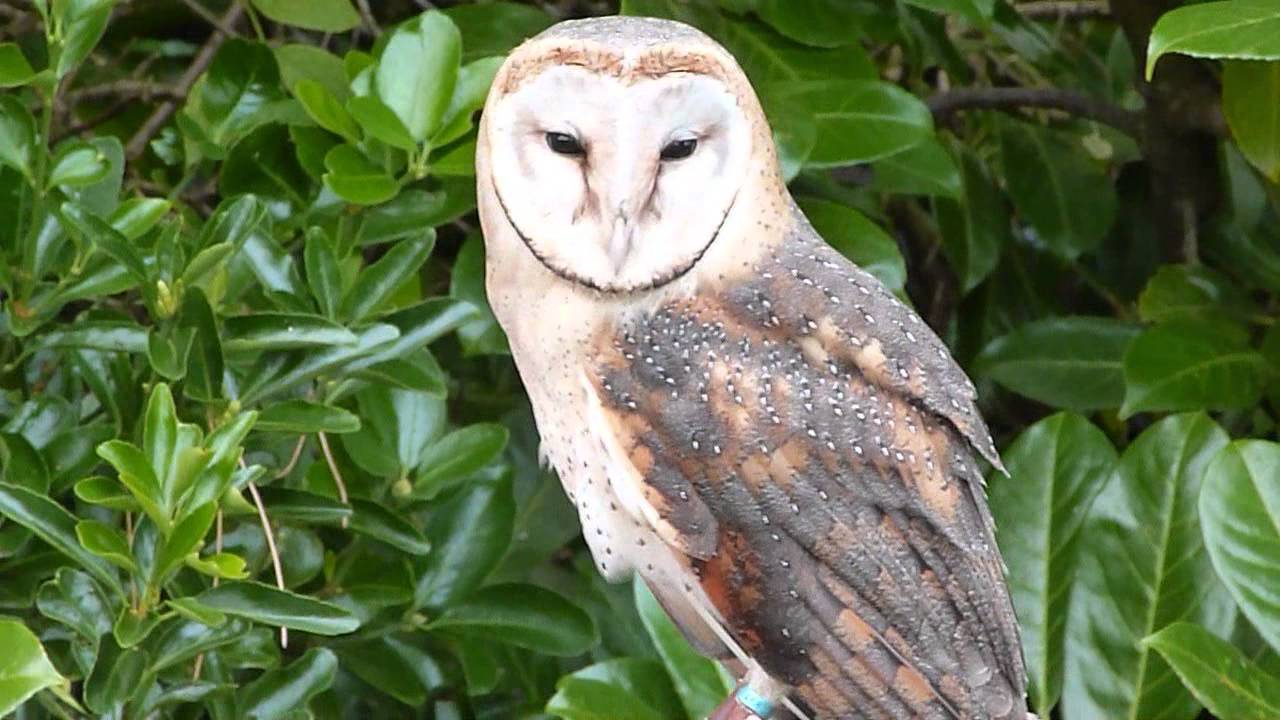 My Darling Mandi With Autumn The African Barn Owl - YouTube