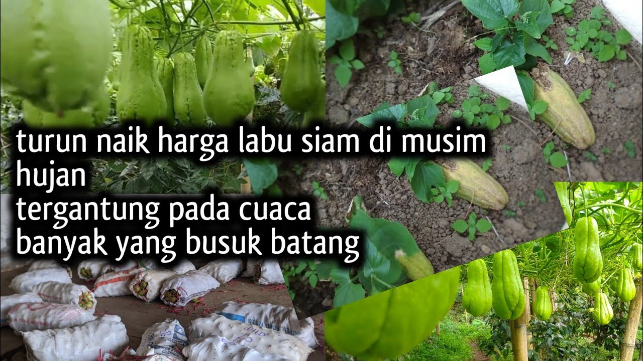 musim penghujan labu siam/jipang naik derastis epek banyak yang busuk ...