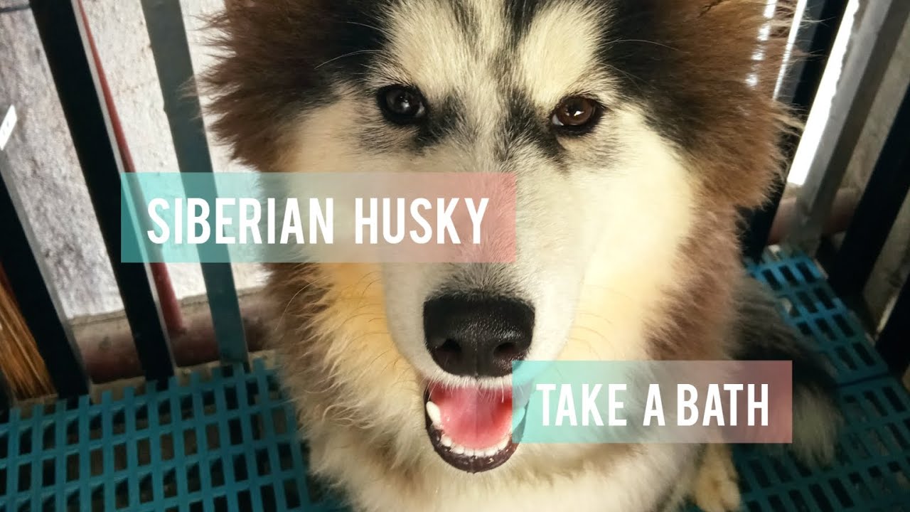 Siberian Husky Take A Bath - YouTube