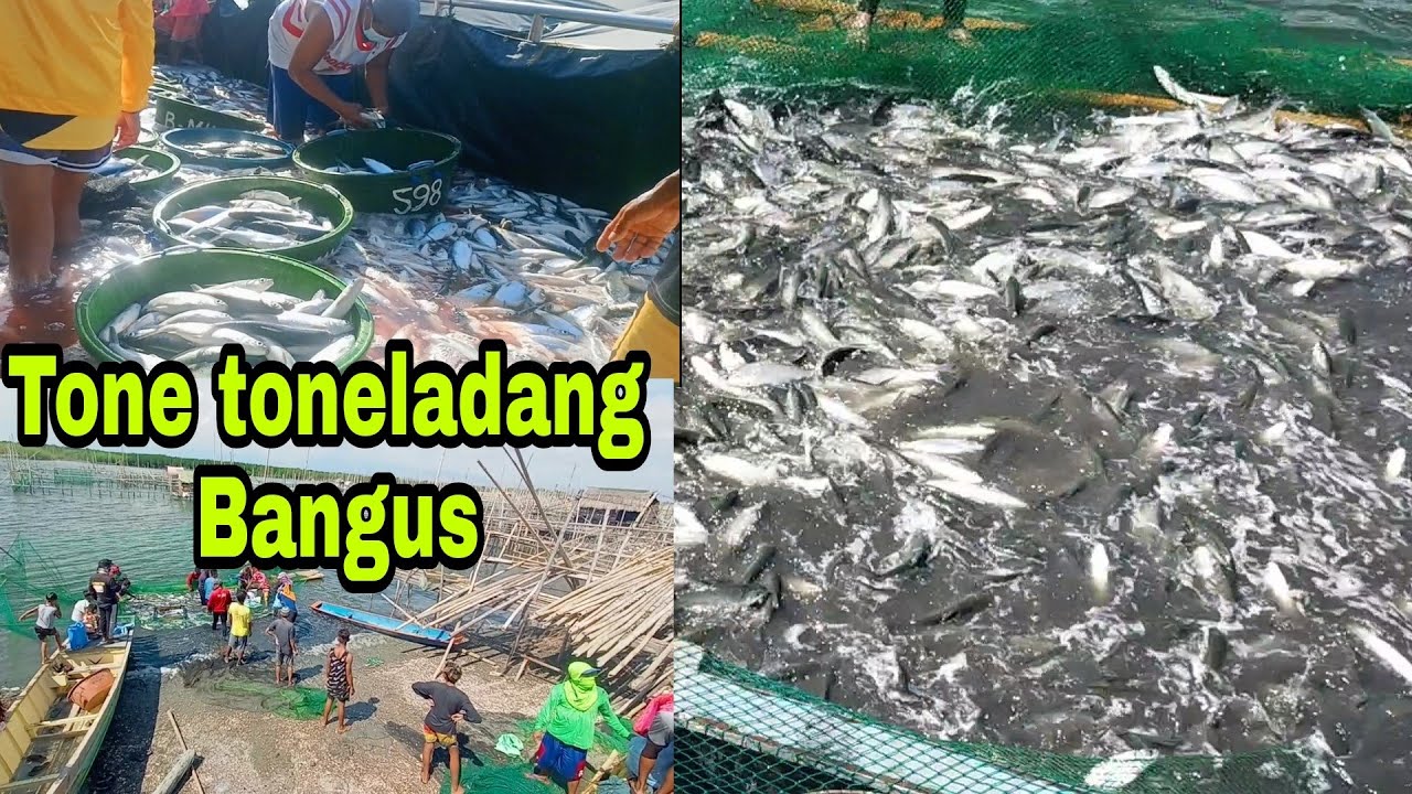 EP:79/ HARVESTING TONS OF BANGUS. ( BANGUS DAGUPAN ) - YouTube