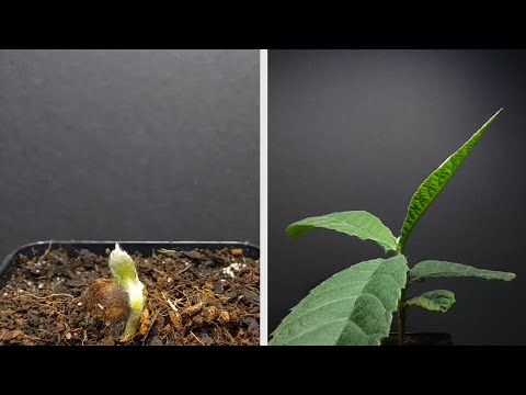 🌱 Growing LOQUAT Tree from Seed - 100 Days Time Lapse!!! 🌱 - YouTube