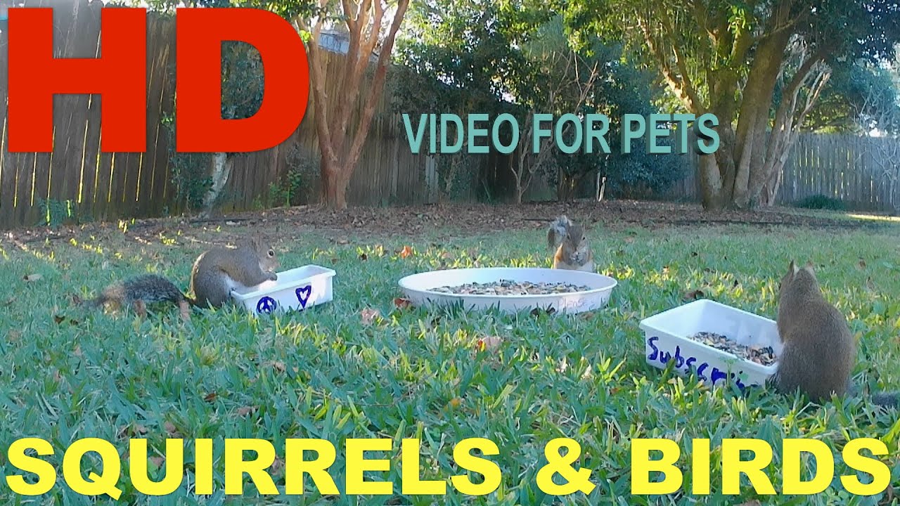 cute birds & funny squirrels EP 45 GIVE BACK TO NATURE - YouTube