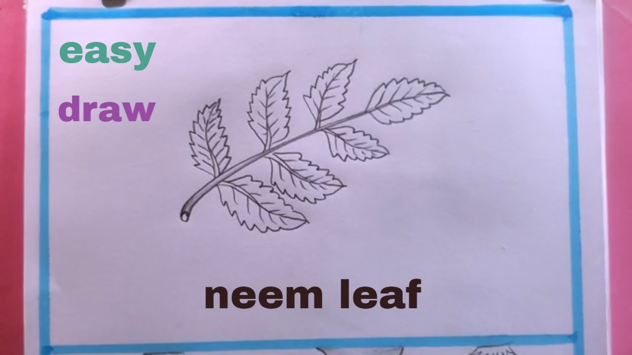 how to draw neem leaf easy/neem leaf drawing - YouTube