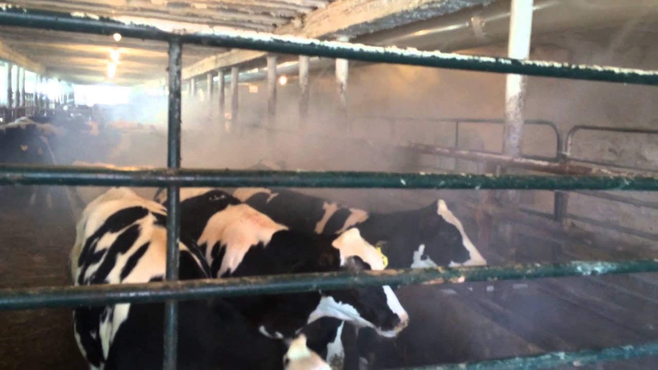 Calf Barn Positive Pressure Tube Ventilation - YouTube