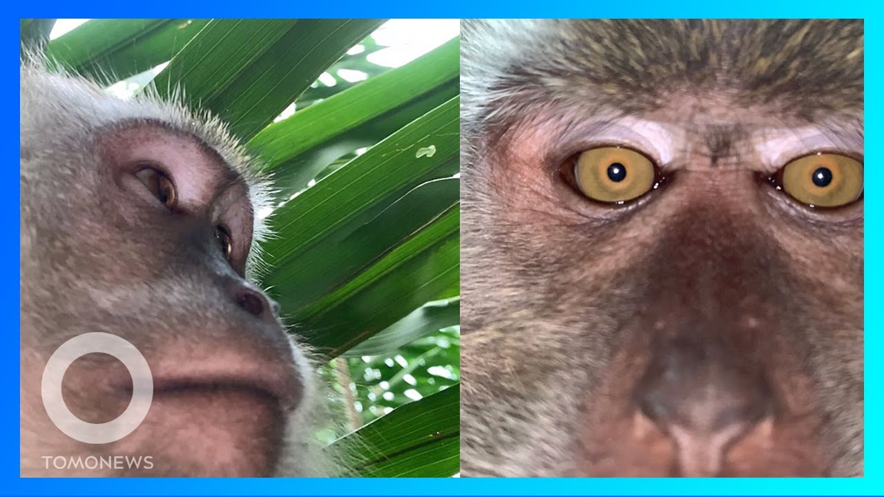 Monyet curi HP mahasiswa, plus berfoto selfie - TomoNews - YouTube