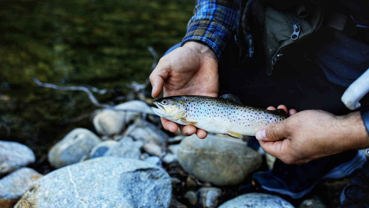 Wild Trout Fishing Adventure in Secret Mountain Stream! Micro jig - YouTube