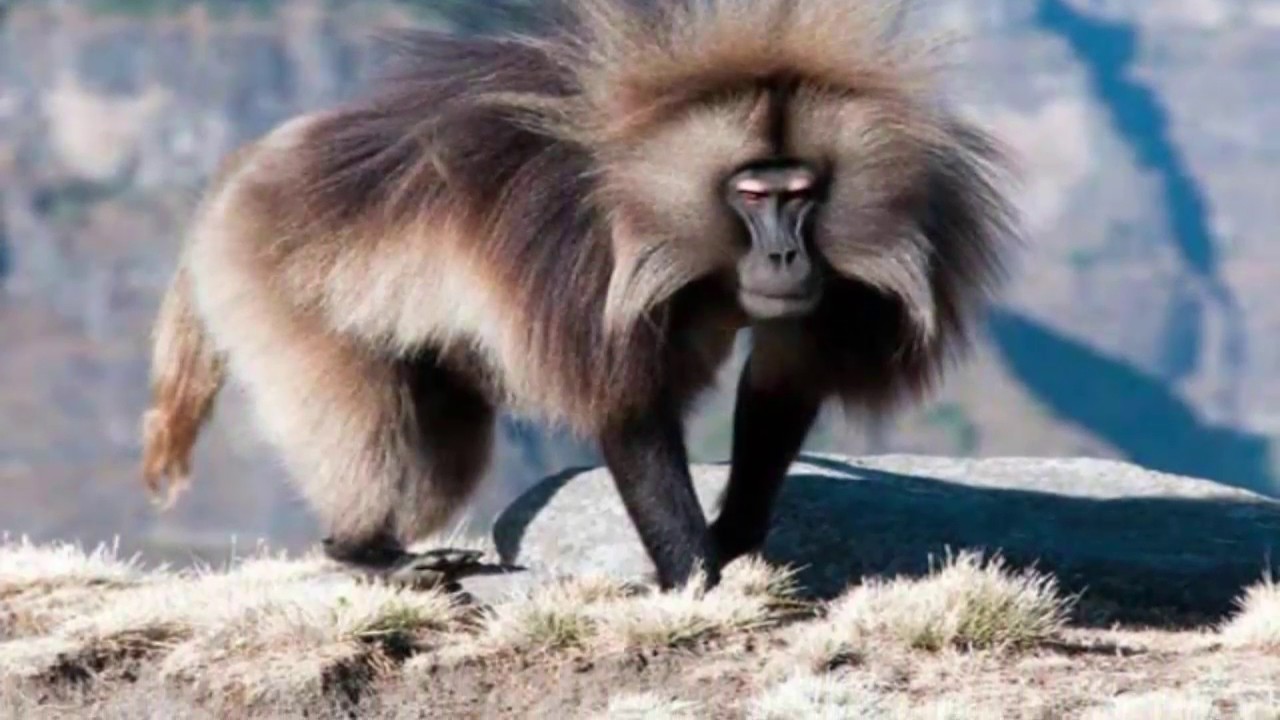 "Hewan Terganas di dunia" Gelada Baboon - YouTube