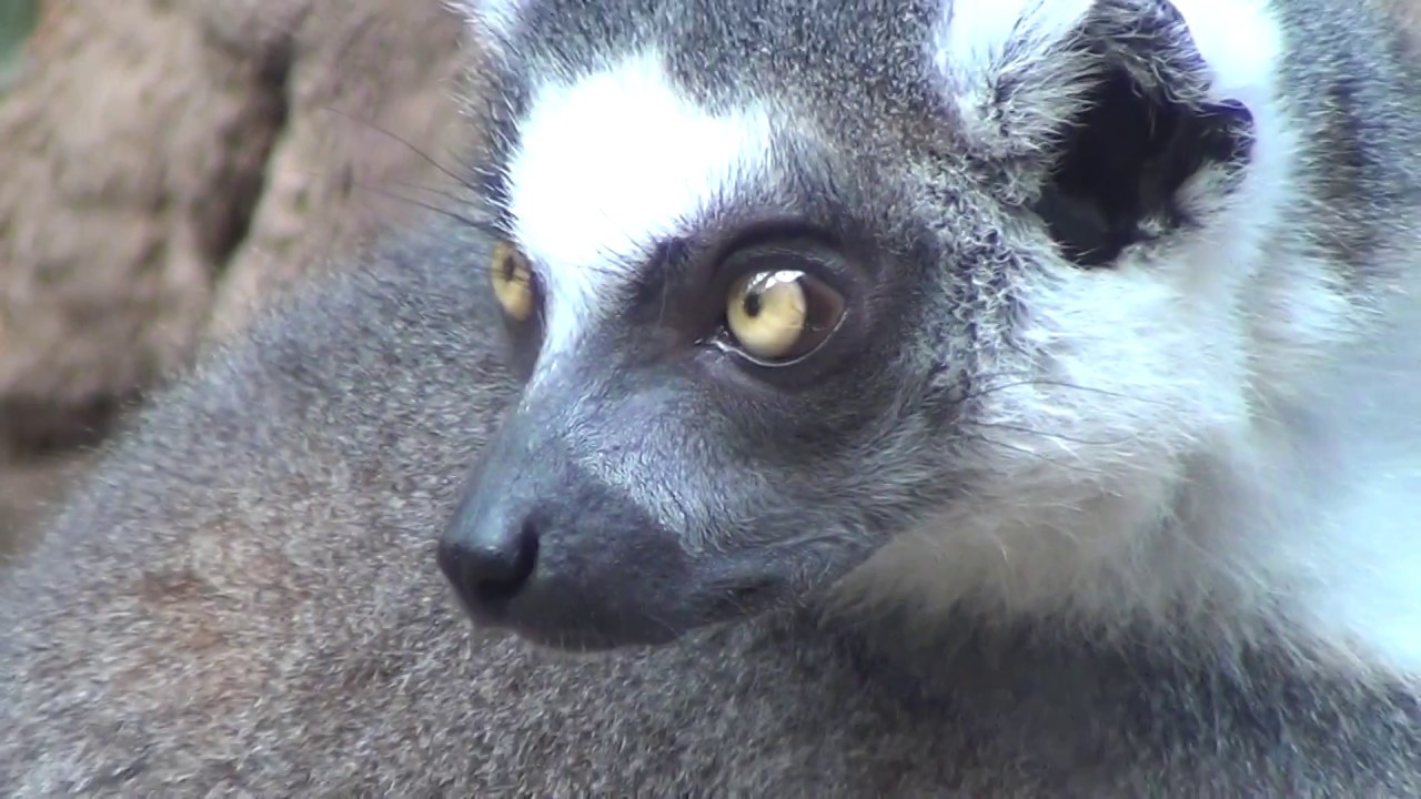 The Bronx Zoo | Madagascar Highlights | Aug. 27th, 2015 - YouTube