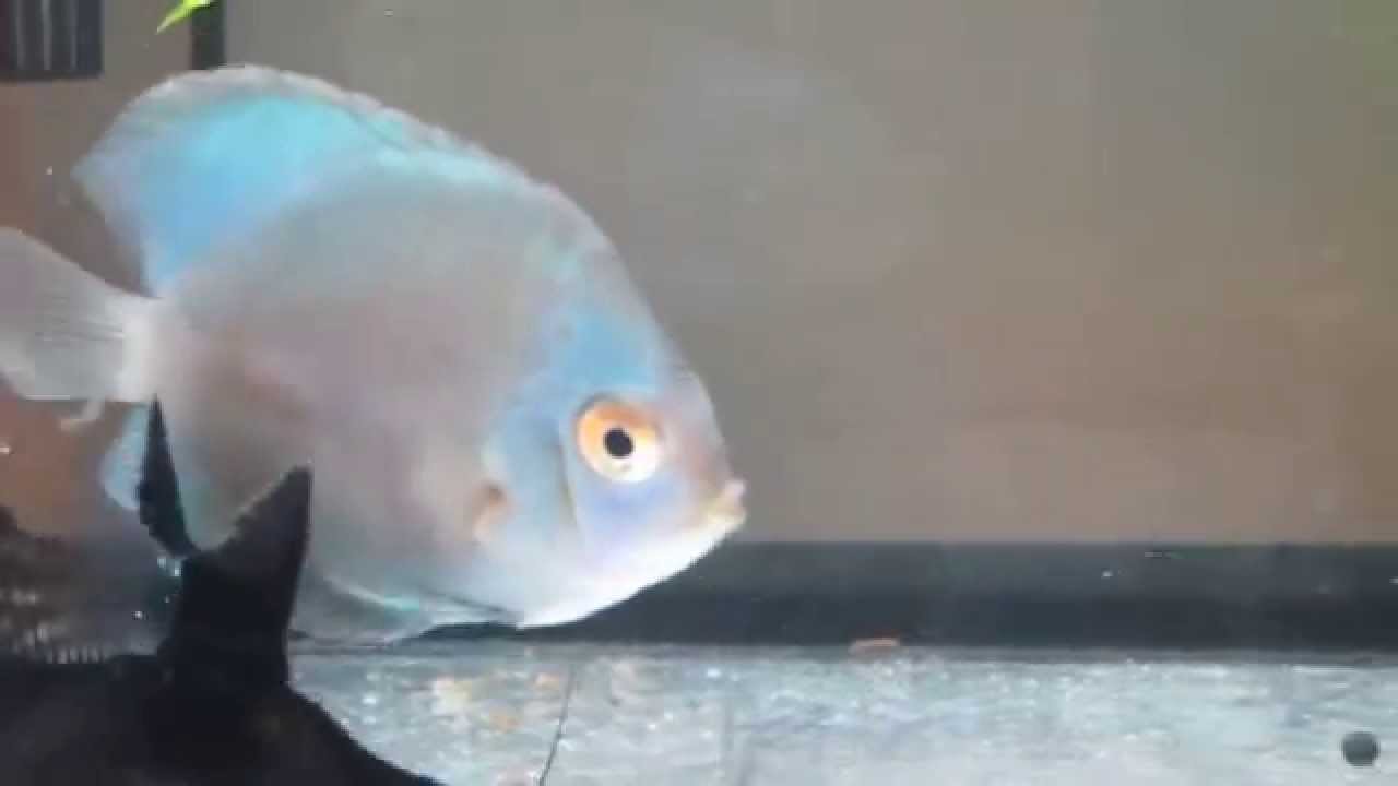 SICK DISCUS FOOTAGE. no commentary. - YouTube