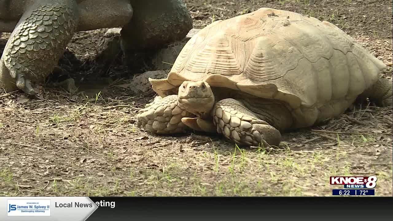 Zoo Buddy: Sulcata tortoises! - YouTube