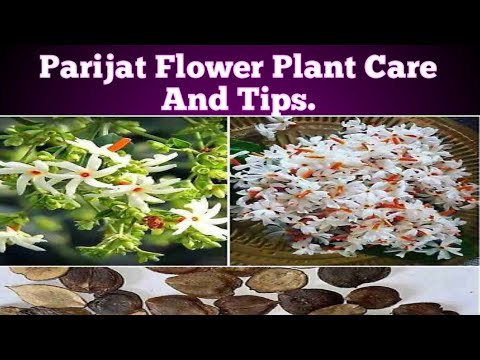 Parijat flower plants care and tips. - YouTube