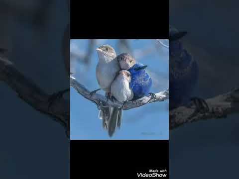 Kürtçe şarkı Ez dil ketim Van çava