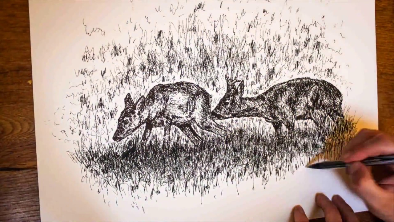 Roe rut pen drawing - Time-lapse by Brent Norbury - YouTube
