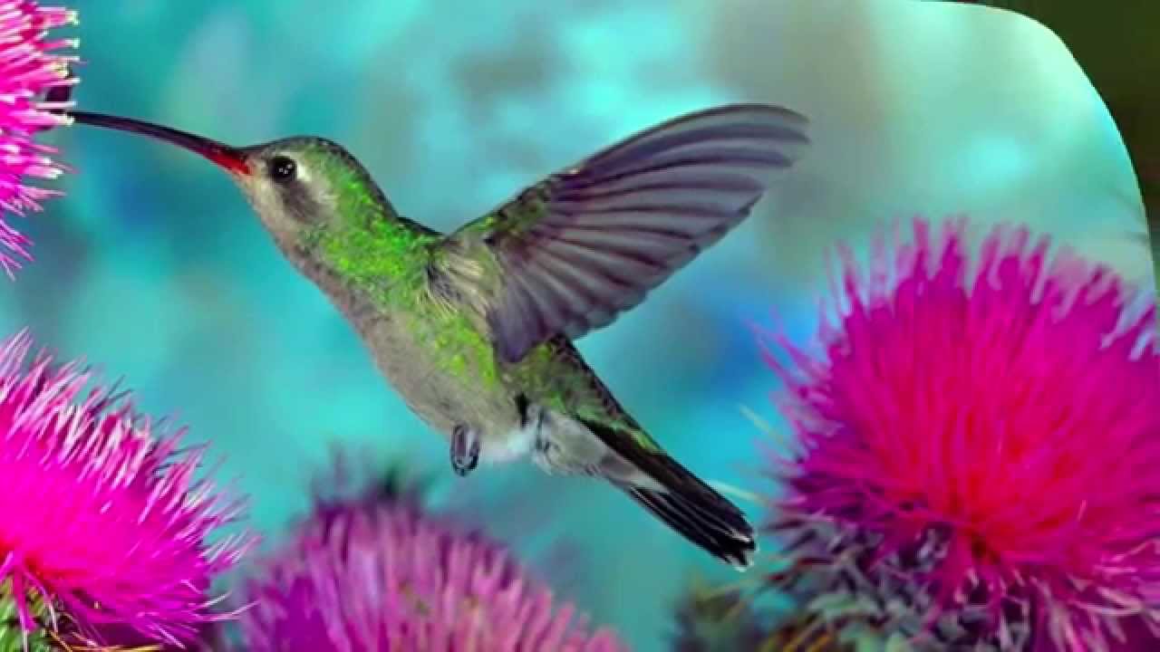 RELAX - Exquisite Instrumental Music: ("Wind Dancer") HD - YouTube