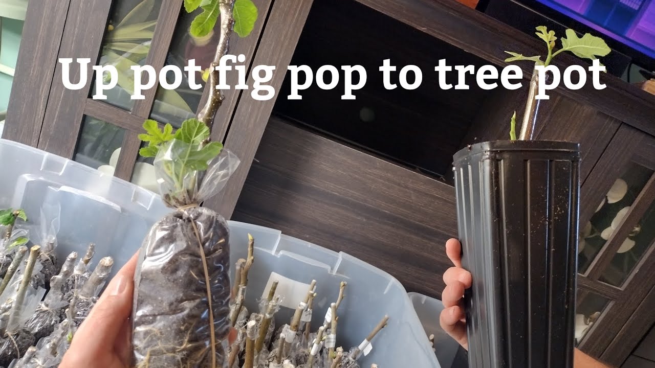 how to Up pot fig pop to tree pot - YouTube