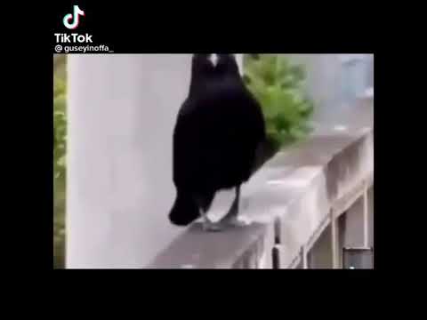 GULMELI TIKTOK VIDEO