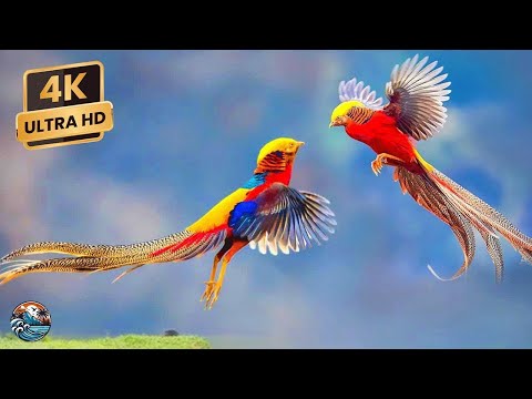 Güzel Kuş Sesleri | sinek kuşu | Nefes kesici Doğa | Stres Giderici ve İyileştirici Ortam