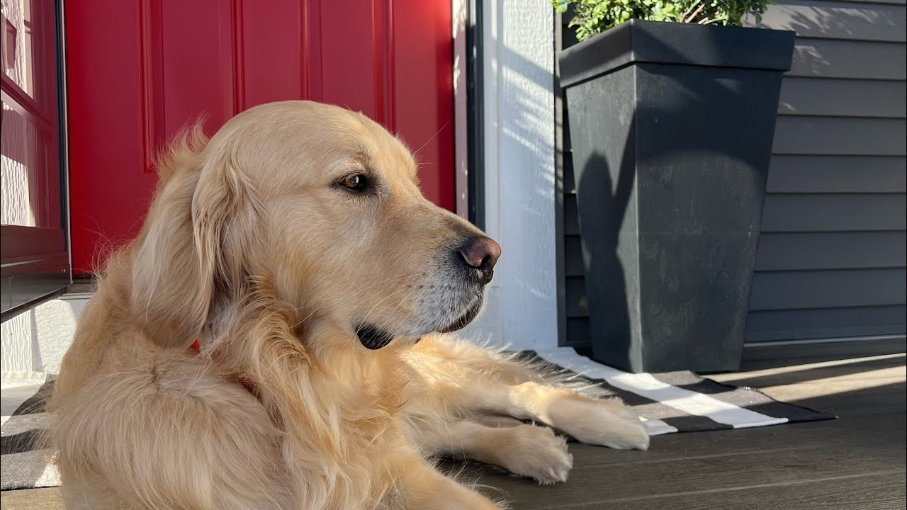 Golden Greetings: squinting, smiling, and pacing #goldenretriever # ...