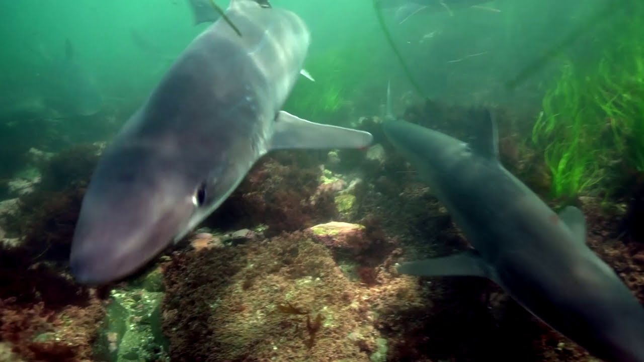 Soupfin Sharks - YouTube