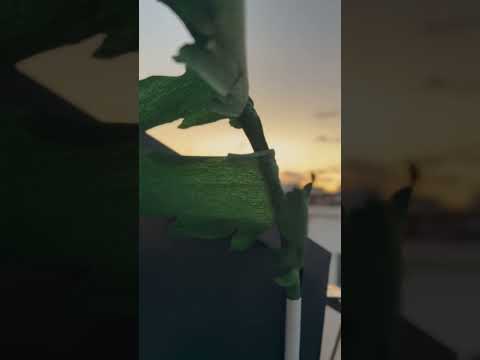 Büyük papatyamız #papatya #flowers #büyükçekmece