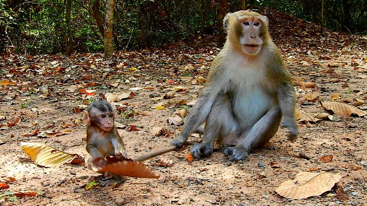 Aron keeps baby monkey Ara for foods - YouTube