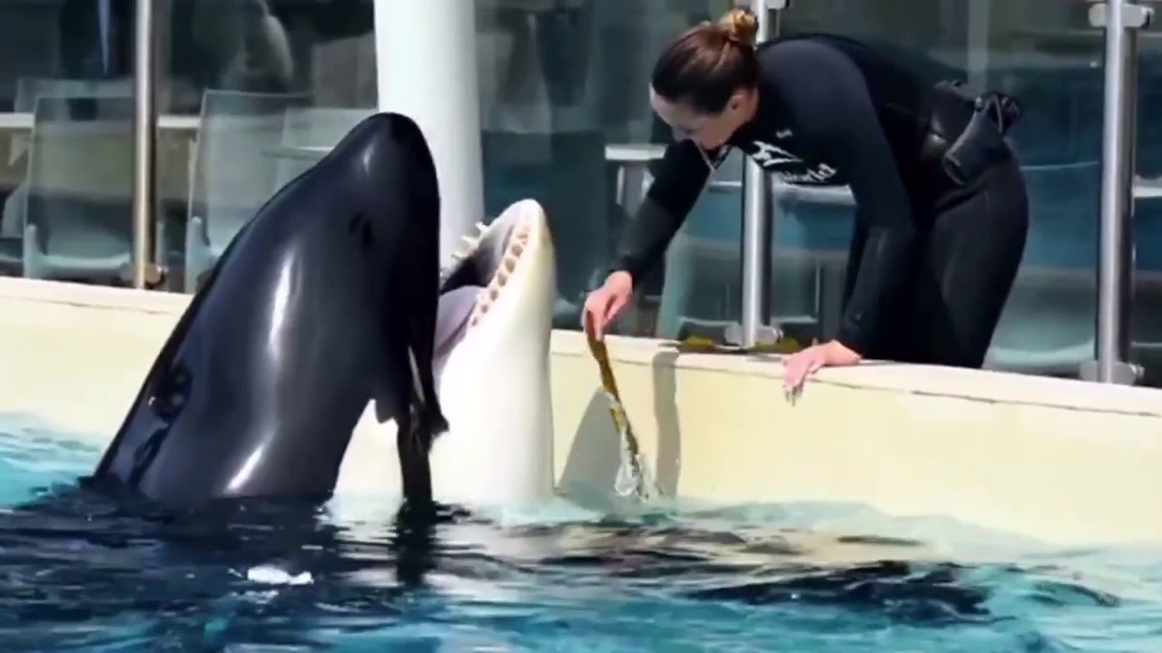 Orcas and trainer || Seaworld San Diego family team - YouTube