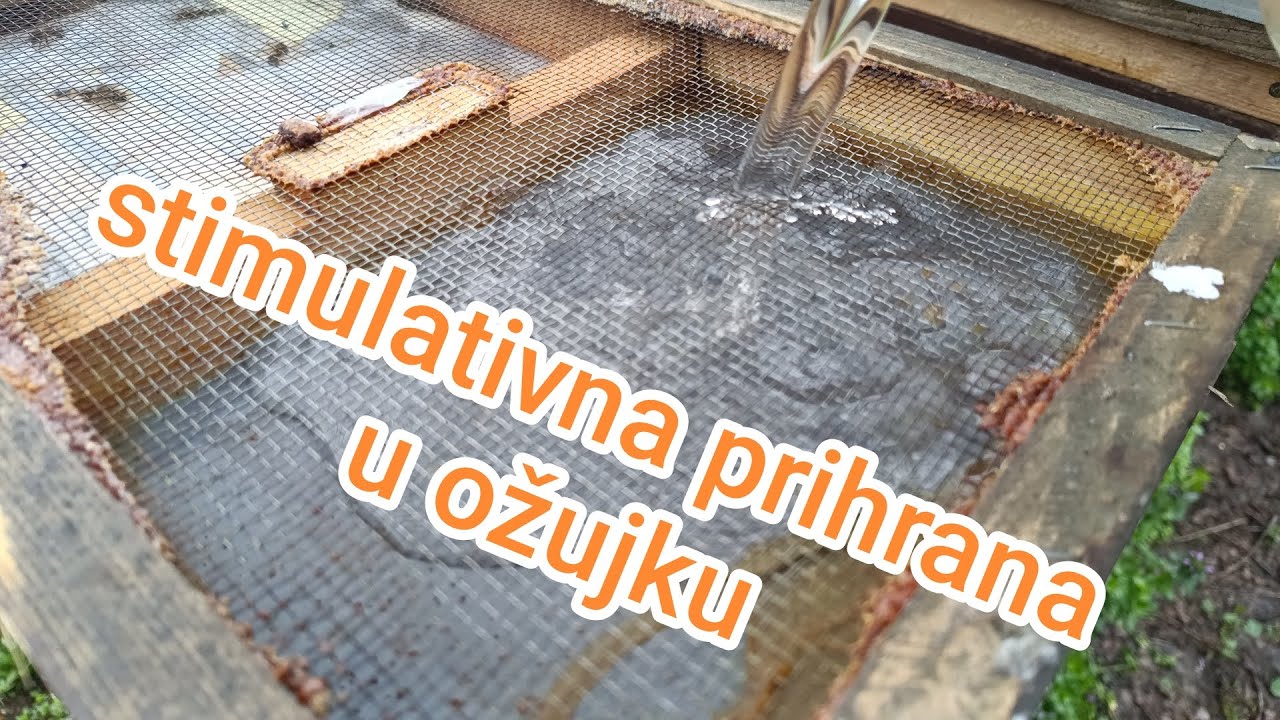 Stimulacija pčelinjih zajednica u ožujku 2025 - YouTube